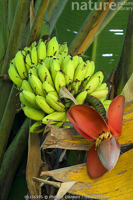 Stock photo of Banana Tree (Musacea sp) with fruit and flower, Carara ...
