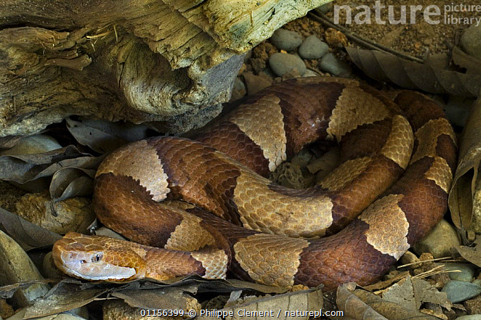 Stock photo of Broad-banded copperhead (Agkistrodon contortrix ...