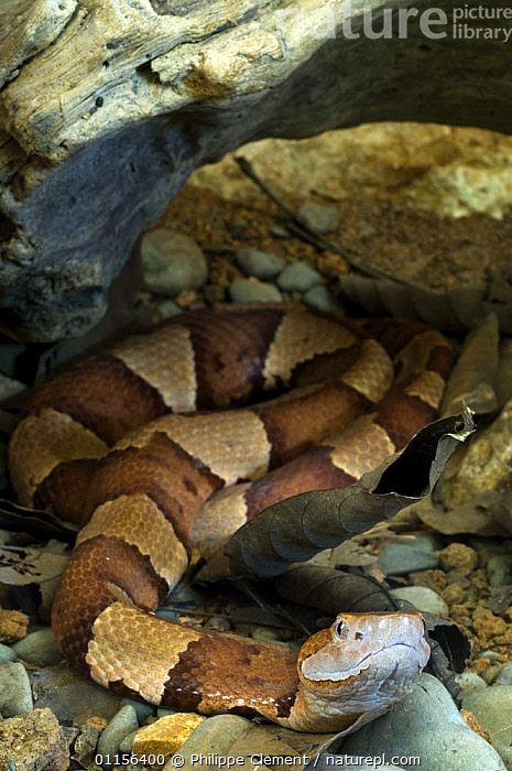 Stock photo of Broad-banded copperhead (Agkistrodon contortrix ...