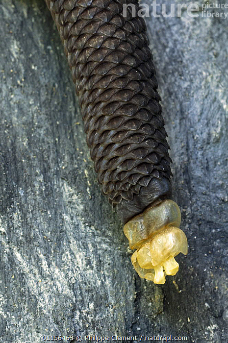 Stock photo of Close up of rattle of Costa Rican / Neotropical ...