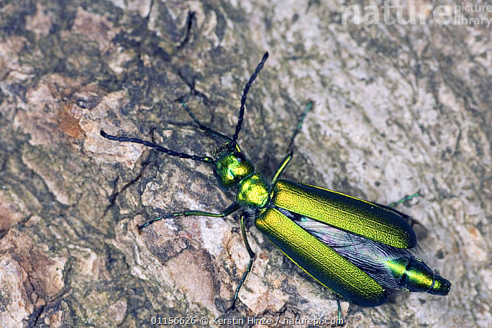 Stock photo of Spanish fly / Blister Bee (Lytta vesicatoria) Bulgaria ...