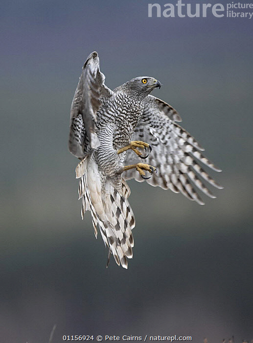 Stock photo of European Goshawk (Accipiter gentilis) turning in flight ...