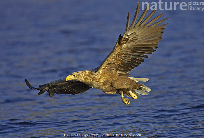 Stock photo of Sea eagle (Haliaeetus albicilla) in flight stooping for ...