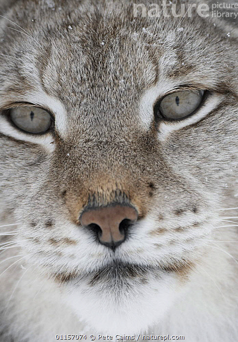 Stock photo of European Lynx (Lynx lynx) adult male face close up ...