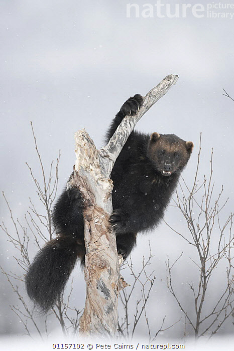 Stock photo of Wolverine (Gulo gulo) climbing dead tree stump, Bardu ...