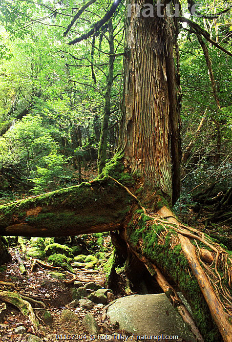 Stock photo of Yakushima Cedar / Yaku Sugi {Pinus amamiana} Yakushima ...