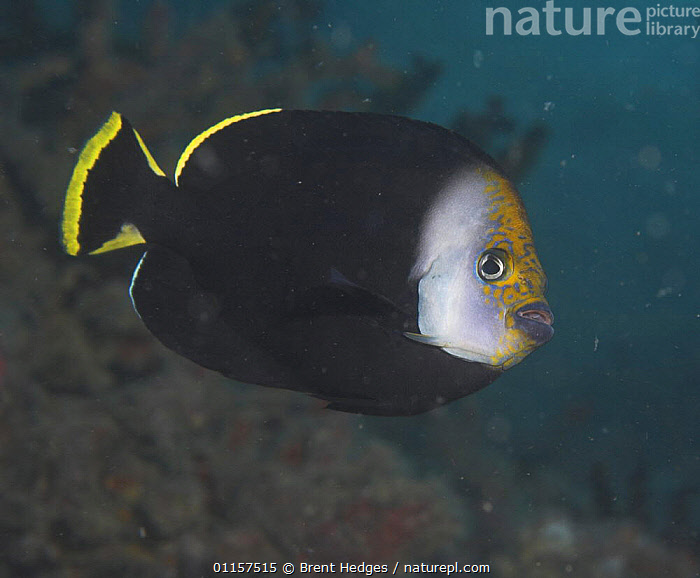 Stock photo of Black velvet Angelfish (Chaetodontoplus melanosoma ...