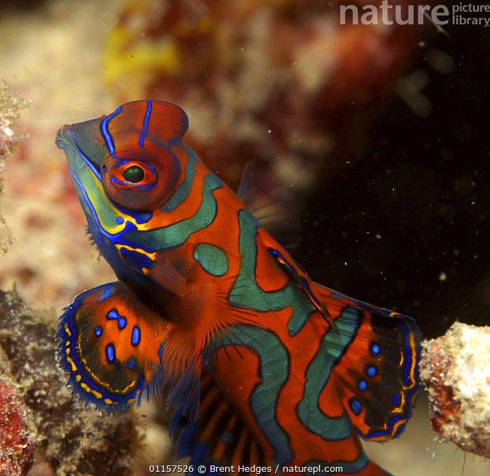 Stock photo of Mandarin Fish (Synchiropus splendidus) Papua New Guinea ...