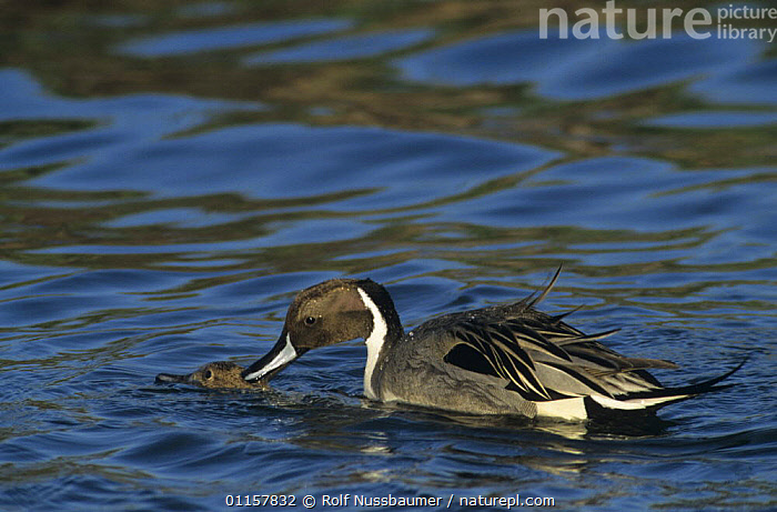Stock photo of Pintail (Anas acuta) pair mating, female pushed ...