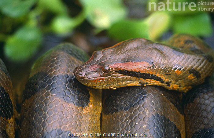 Stock photo of Anaconda {Eunectes murinus} male snake in mating ball of ...