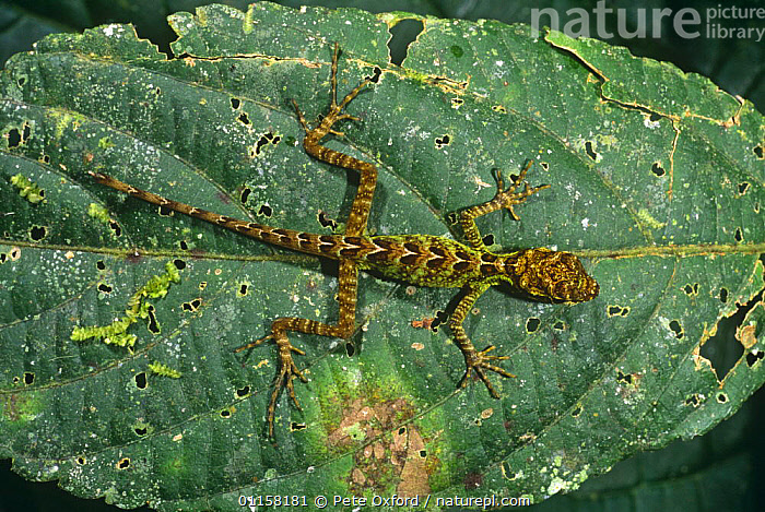 Stock photo of Anole lizard {Anolis sp} on rainforest leaf, Amazonia ...