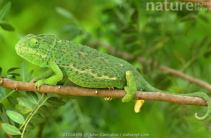 Stock photo of European chameleon {Chamaeleo chamaeleon} Spain, captive ...