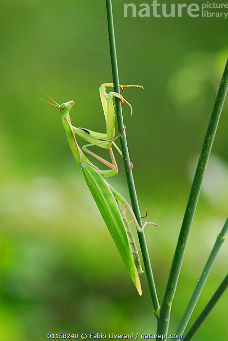 Stock photo of European Praying Mantis (Mantis religiosa), Casentinesi ...