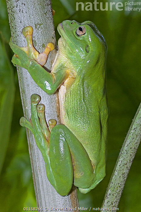 Stock photo of Green Tree Frog (Litoria caerulea) Northern Territory ...