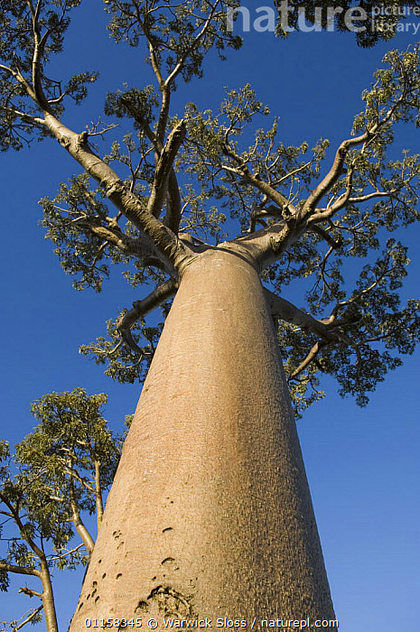 Stock photo of Looking up trunk of Baobab tree (Adansonia grandidieri ...