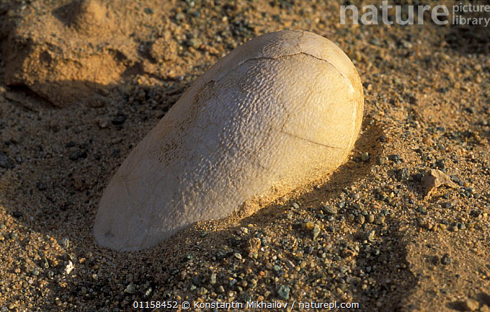 Stock photo of Fossil egg of Protoceratopsid dinosaur from Upper ...
