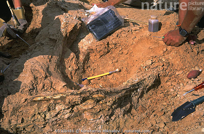 Stock photo of Equipment for paleontology research dig for Dinosaur ...