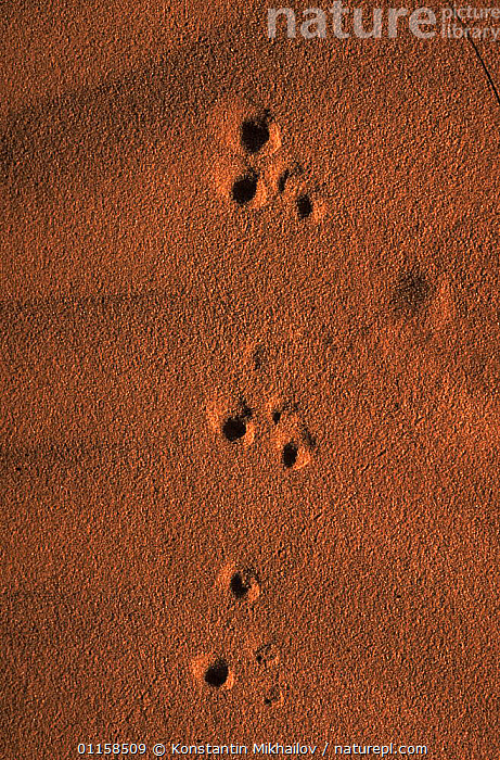 Stock photo of Tracks of desert Jerboa in sand, Gobi desert, Mongolia ...