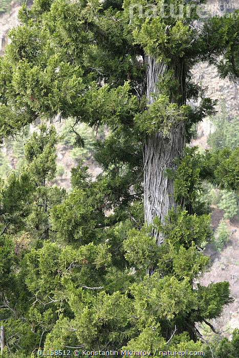 Stock photo of Himalayan Cypress tree, Annapurna trek, Himalayas, Nepal ...