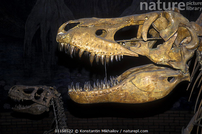 Stock photo of The skull of Tarbosaurus dinosaur from Upper Cretaceous ...