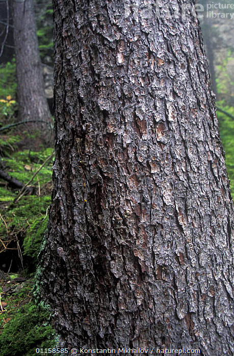 Stock photo of East Siberian taiga with Dahurian larch tree trunk ...