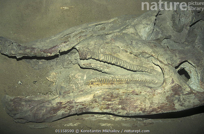 Stock photo of Fossil skull of Hadrosaur dinosaur from Gobi desert ...