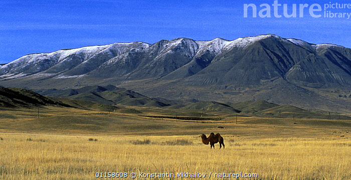Stock photo of Steppe desert landscape with Bactrian camel, Tuva ...
