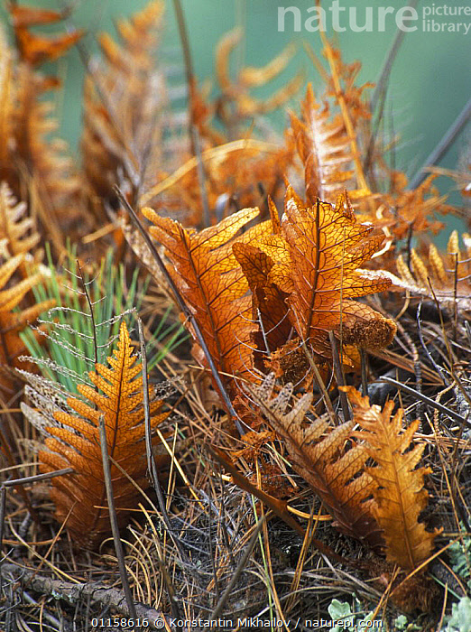 Stock photo of Aepyphite ferns in {Cupressus sp} tree, Coniferous ...