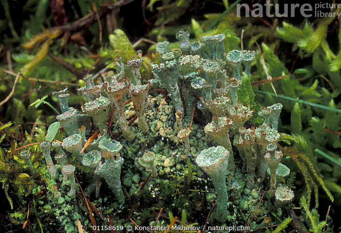 Stock photo of Lichens growing in "Lenskie Stolby" nature park, East ...