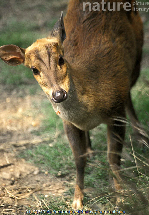 Stock photo of Barking Deer (Muntiacus muntjak). Royal Chitwan National ...