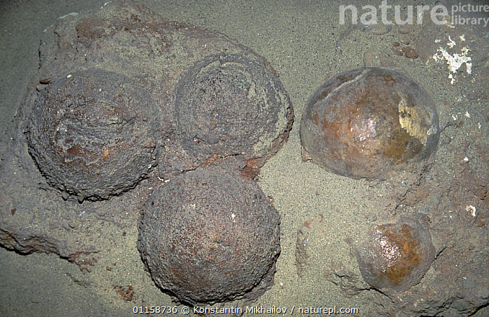 Stock photo of Fossil nest with eggs of sauropod dinosaur ...