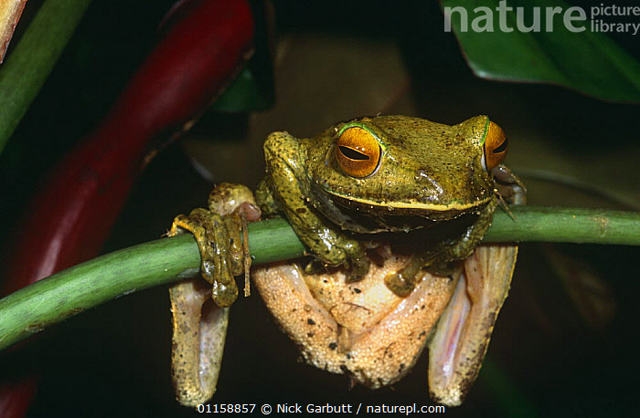 Stock photo of Giant tree frog {Boophis albilabris} Anjanaharibe Sud ...