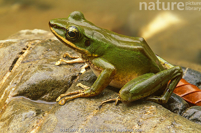 Stock photo of Poisonous rock frog {Rana hosii} Bentuang-Karimun NP ...