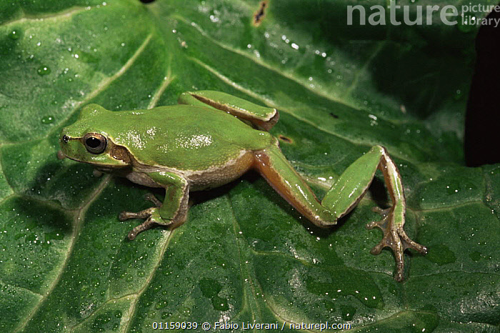Stock photo of Sardinian tree frog {Hyla sarda} Italy. Available for ...
