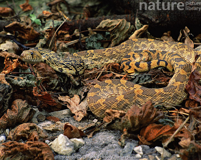 Stock photo of Bull snake {Pituophis melanoleucus sayi} captive, from ...