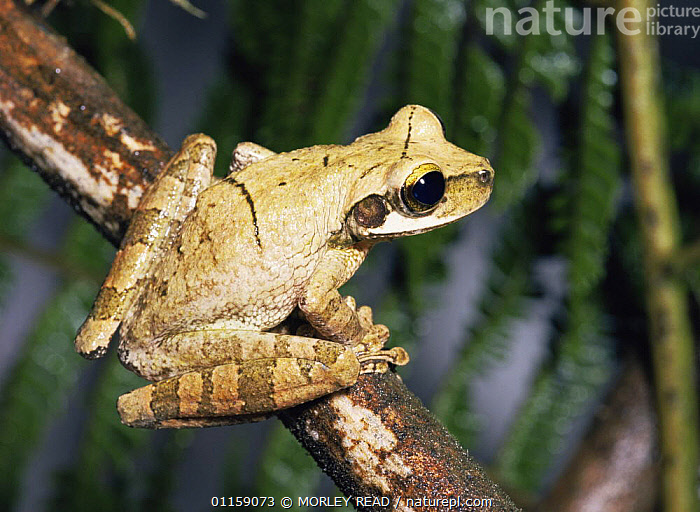 Stock photo of Yasuni bonehead tree frog {Osteocephalus yasuni} Yasuni ...
