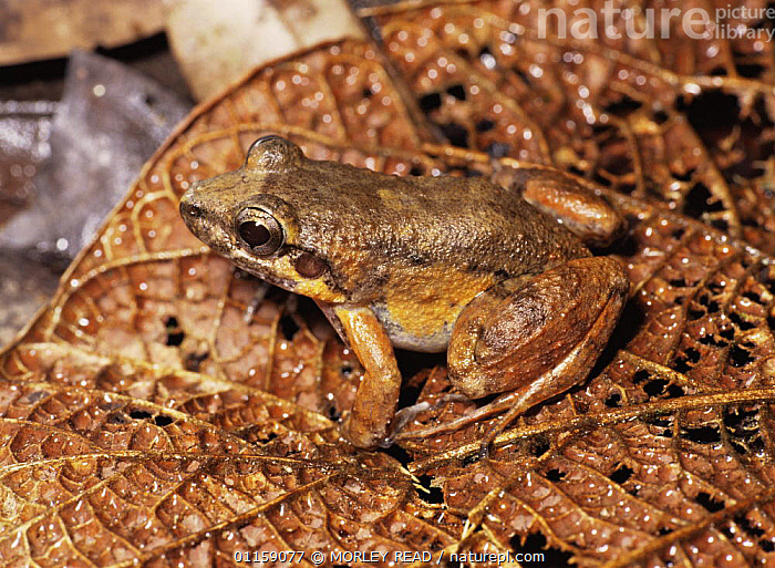 Stock photo of Frog {Vanzolinius discodactylus} Yasuni NP, Ecuador ...