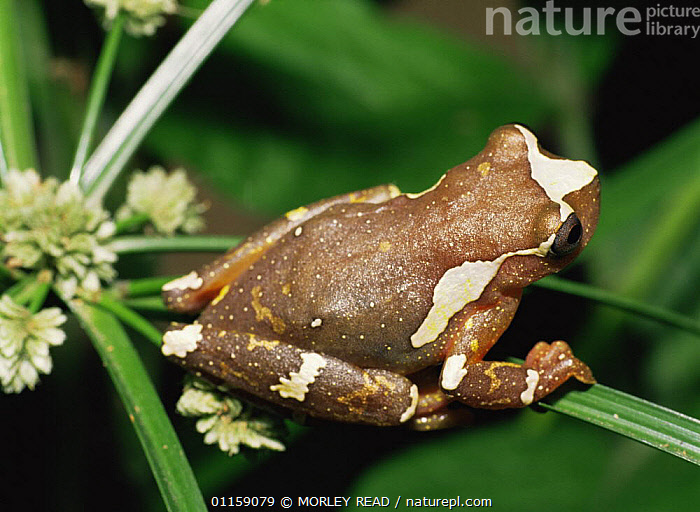Stock photo of Tree frog {Hyla sarayacuensis} Yasuni NP, Ecuador ...