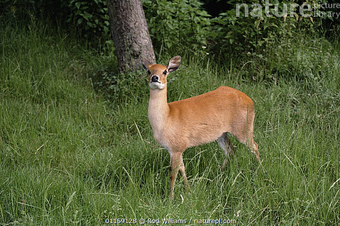Stock photo of Four horned antelope / Chousingha {Tetracerus ...
