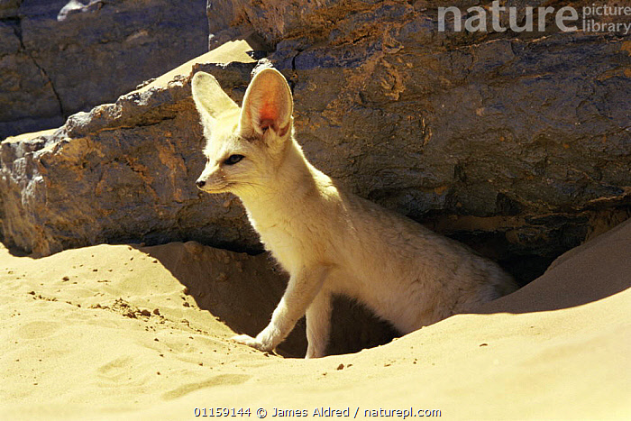 Fennec Fox In The Desert