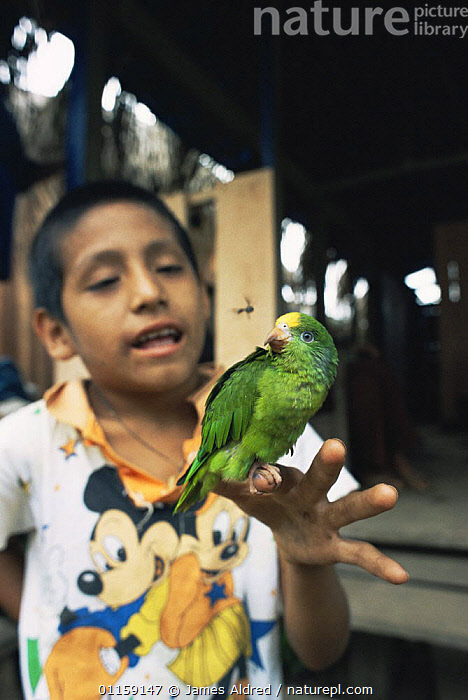 Stock photo of Boy holding juvenile Yellow crowned parrot {Amazona ...