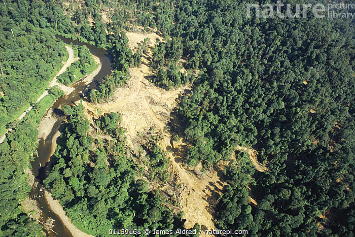 Aerial View Deforestation