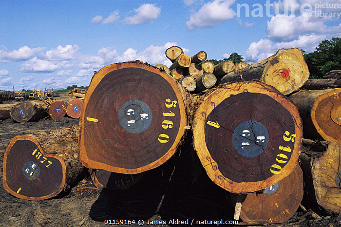 Stock photo of Logged rainforest timber from Okoume trees {Aucoumea ...