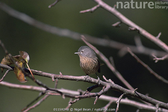 Stock photo of Wrentit {Chamaea fasciata} California, USA 1994 ...