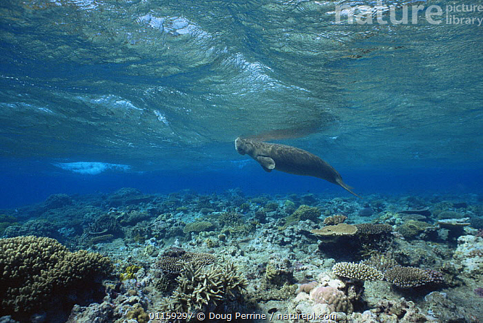Stock photo of Dugong / Sea cow {Dugong dugong} breathing at water ...