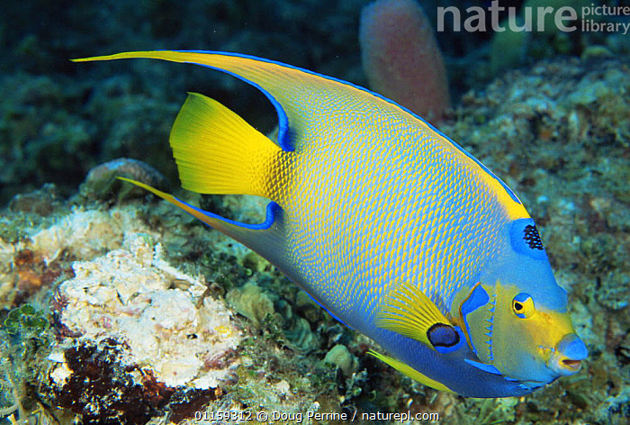 Stock photo of Queen angelfish {Holacanthus ciliaris} Grand Bahama ...