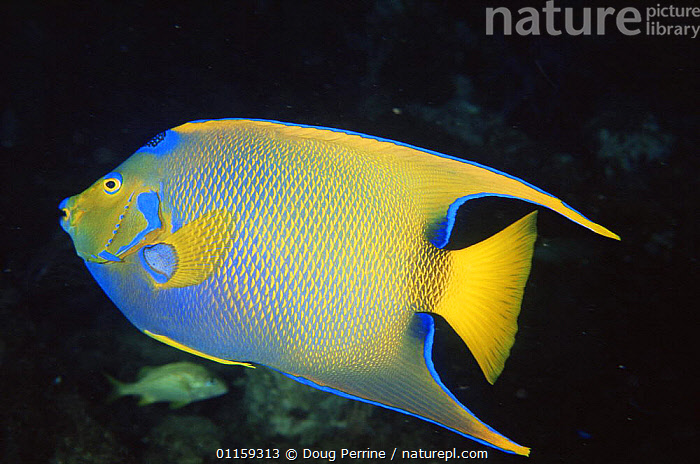 Stock photo of Queen angelfish {Holacanthus ciliaris} Grand Bahama ...