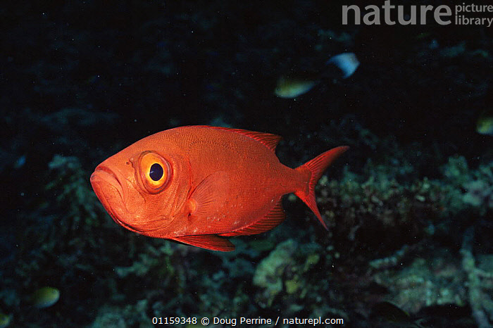 Stock photo of Goggle eye fish / Bigeye {Priacanthus hamrur} Helengeli ...
