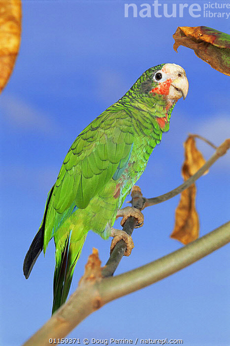 Stock photo of Cayman parrot {Amazona leucocephala caymanensis} Cayman ...