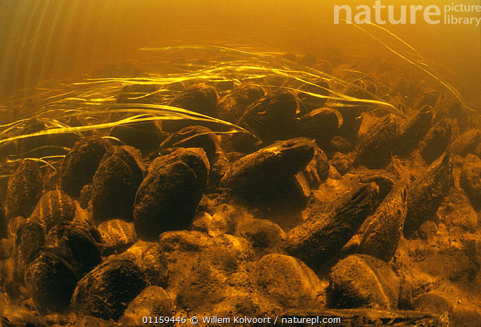 Stock photo of Freshwater pearl mussels (Margaritifera margaritifera ...